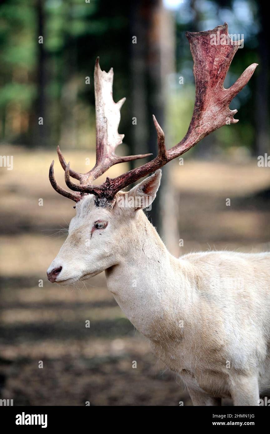 fallow deer (Dama dama, Cervus dama), albinotic stag with bloody ...