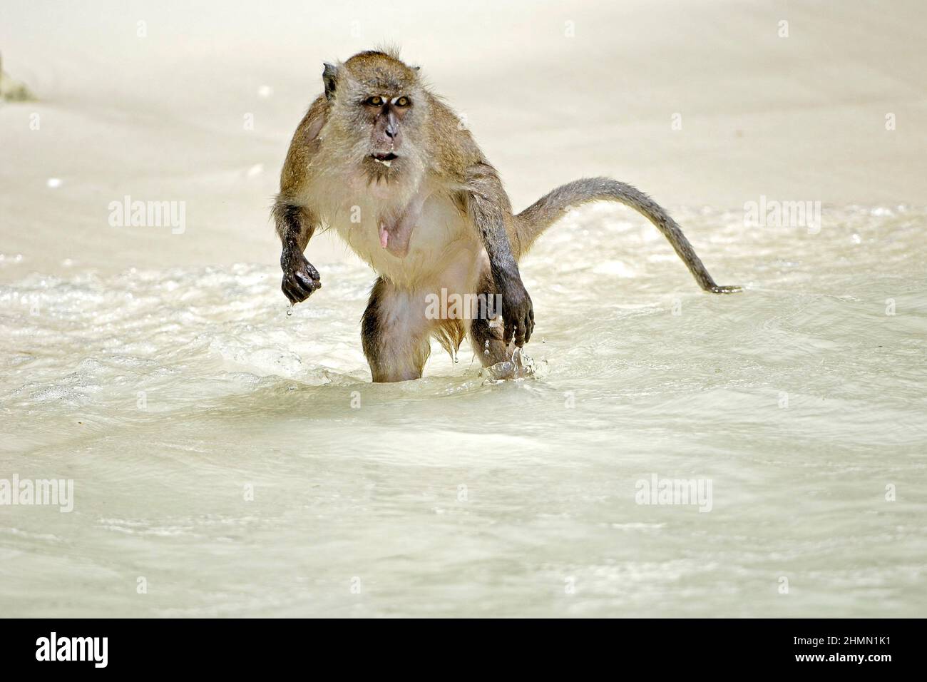 Crab-eating Macaque, Java Macaque, Longtailed Macaque (Macaca ...