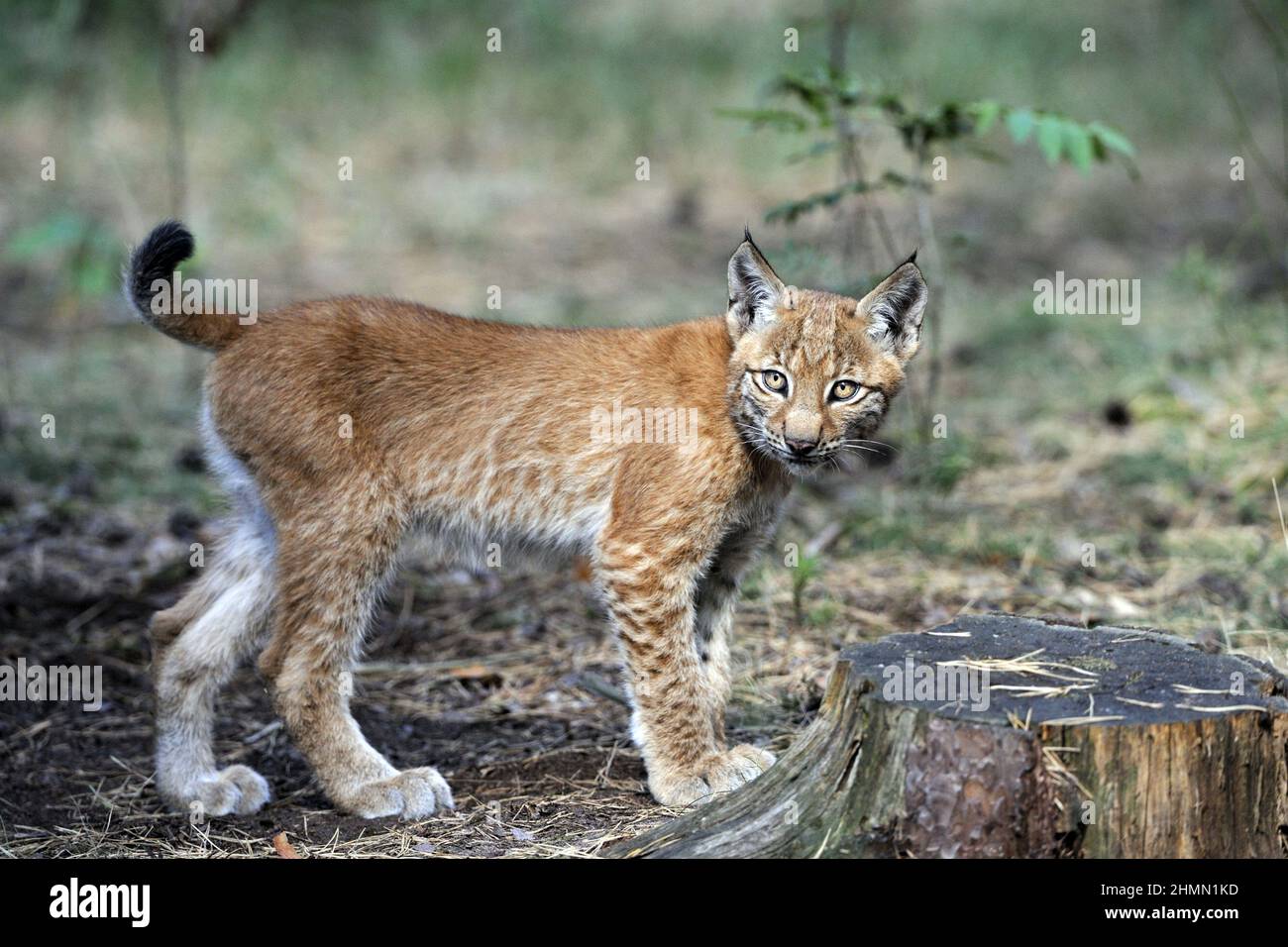 northern lynx (Lynx lynx lynx), young lynx standing at a tree stump ...