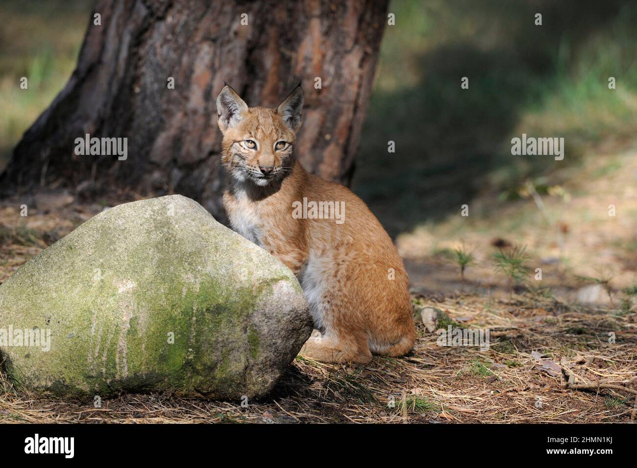 Eurasian lynx (Lynx lynx), young lynx sitting at a big stone Stock ...
