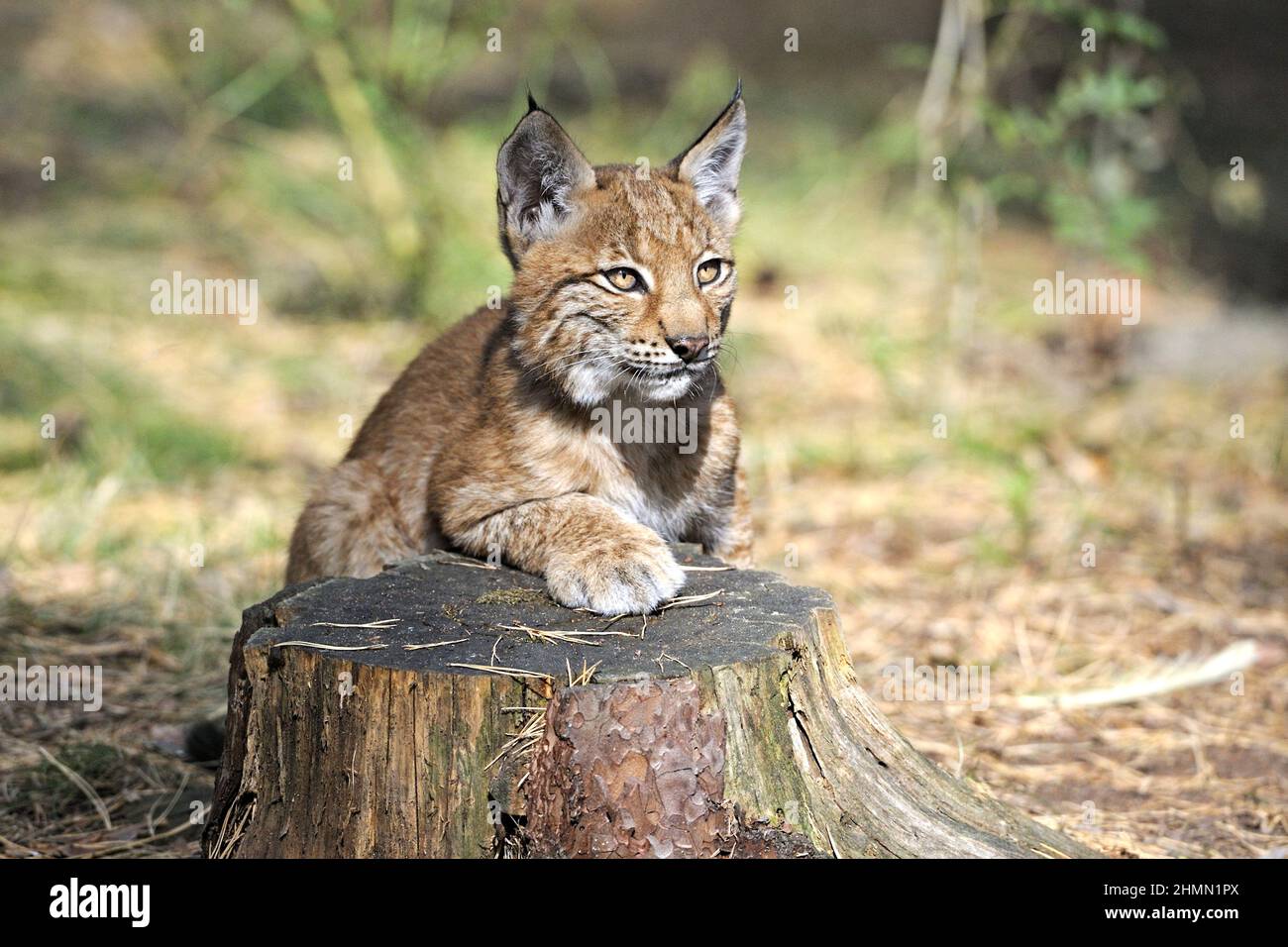northern lynx (Lynx lynx lynx), lynx kit sitting at a tree stump, front ...