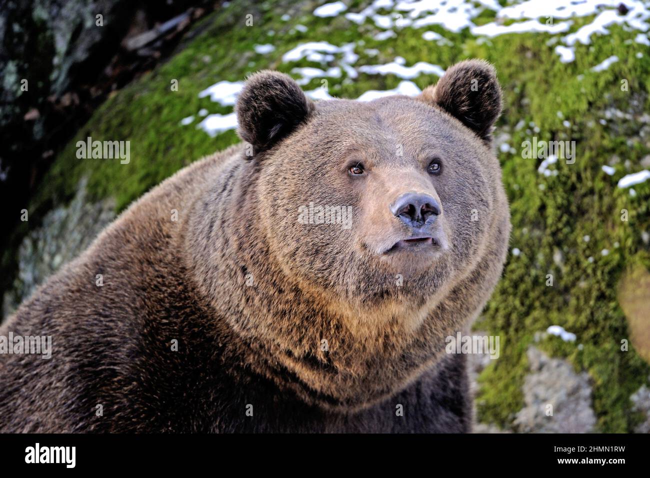 European brown bear (Ursus arctos arctos), portrait, Germany Stock Photo - Alamy