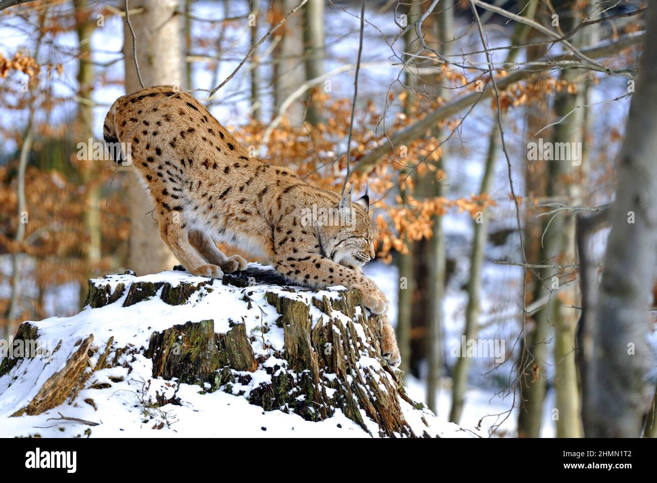 Carpathian lynx (Lynx lynx carpathicus), streching after a rest Stock ...