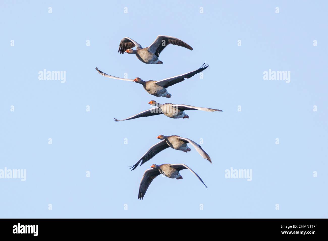 greylag goose (Anser anser), flying troop, formation flight, Germany ...