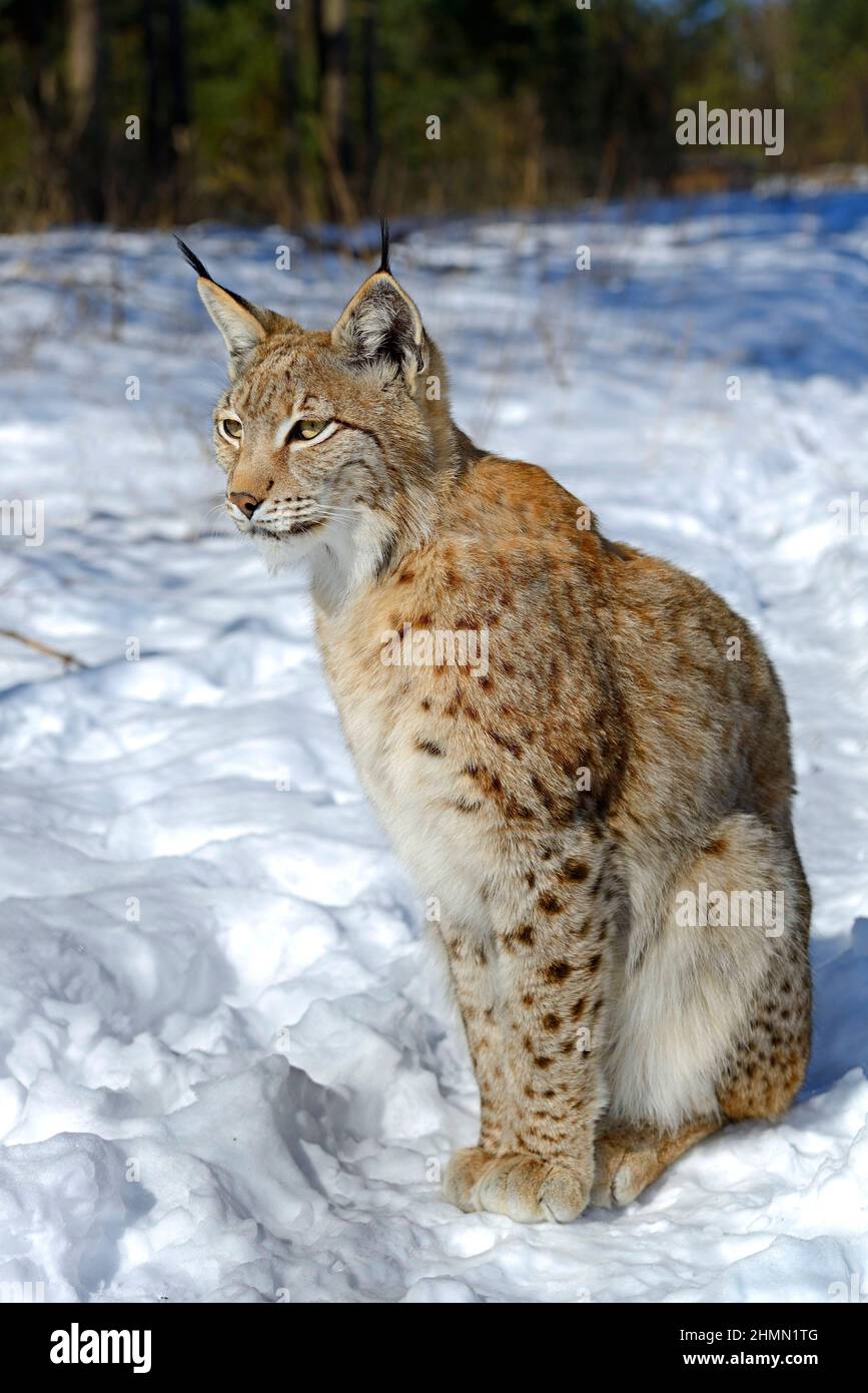 northern lynx (Lynx lynx lynx), sitting in the snow, side view, Germany ...