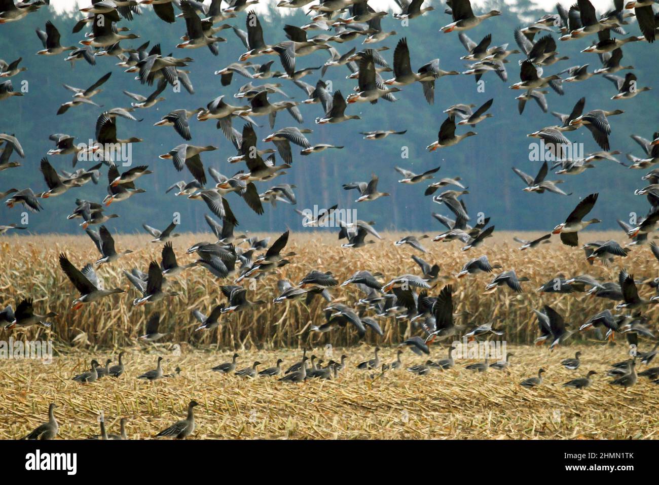 Bean Goose, Taiga Bean Goose (Anser fabalis), flock flying up from a ...