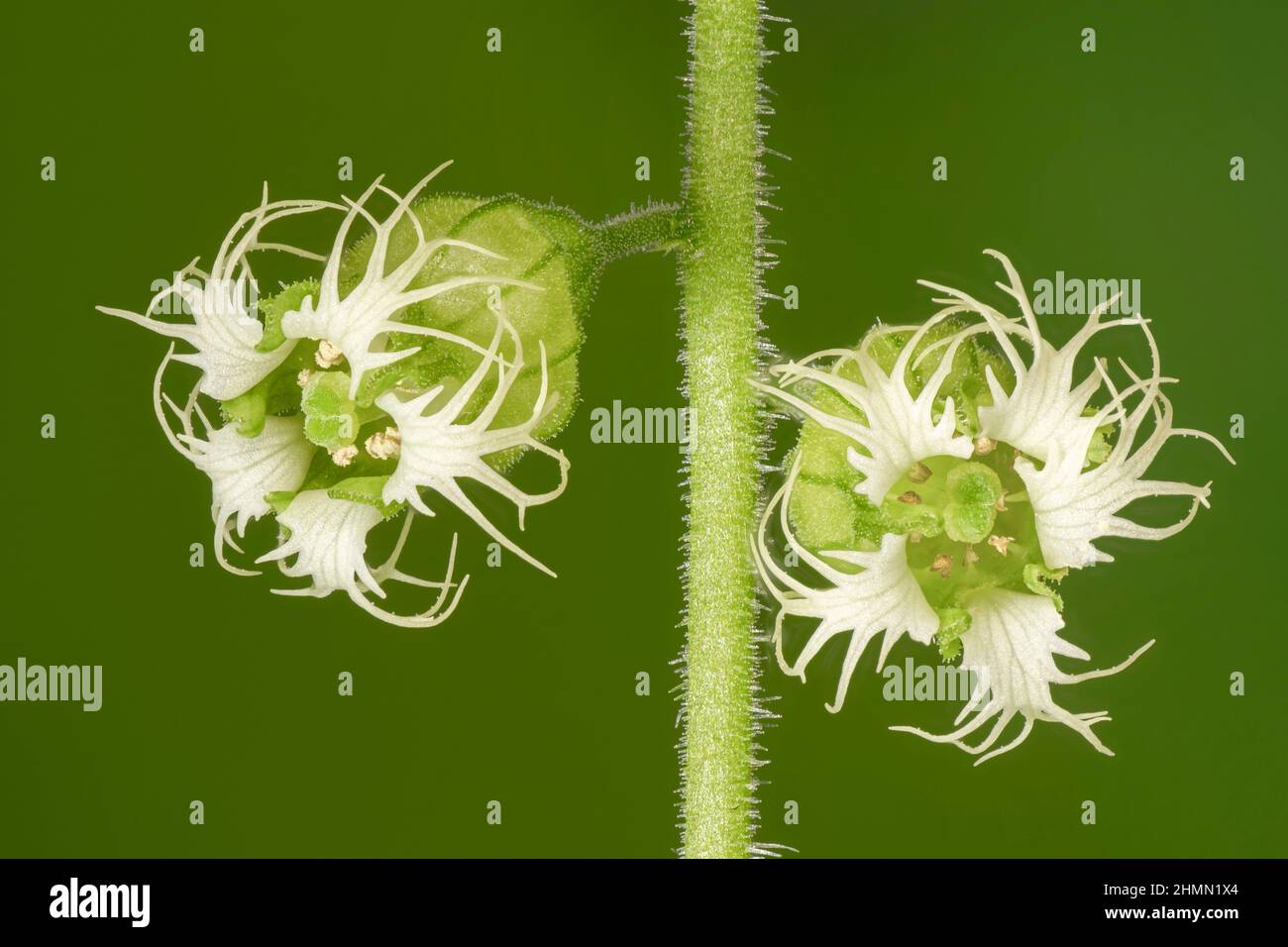fragrant fringecup, fringe-cups (Tellima grandiflora), flowers, Germany ...