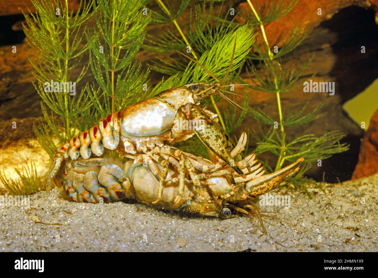 American females hi-res stock photography and images - Alamy
