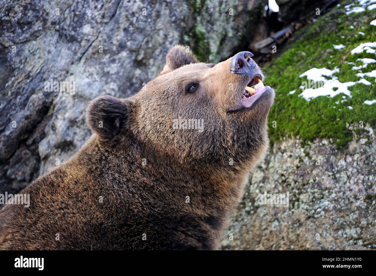 European brown bear (Ursus arctos arctos), curling lips, Germany Stock ...