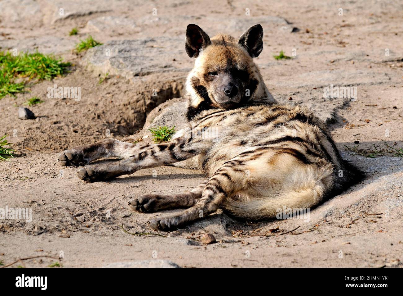 striped hyena (Hyaena hyaena), rests on the ground and looking back ...