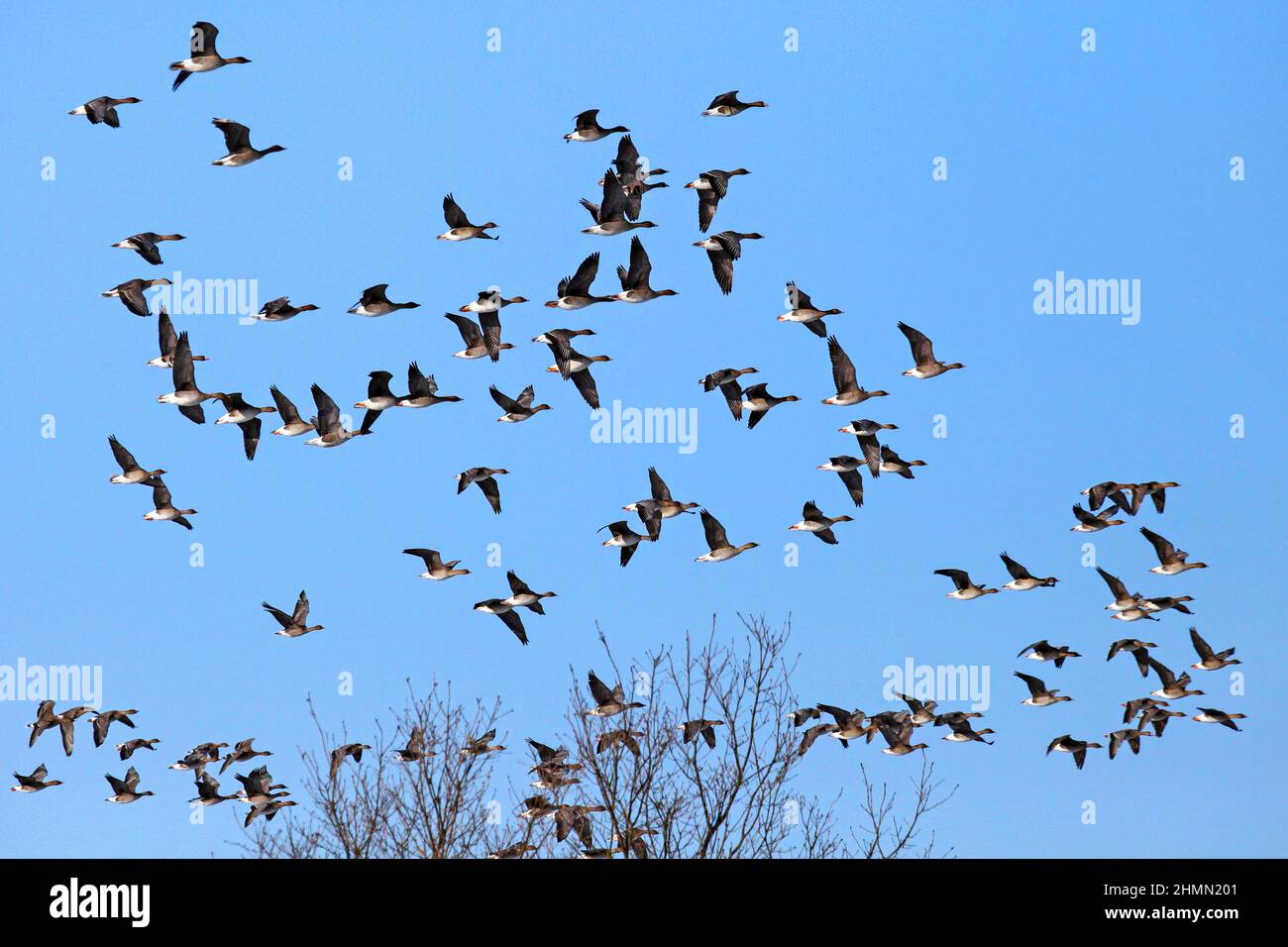 Bean Goose, Taiga Bean Goose (Anser fabalis), flying troop in the blue ...