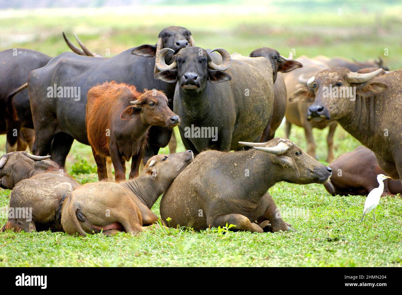 Asian water buffalo, wild water buffalo, carabao (Bubalus bubalis ...