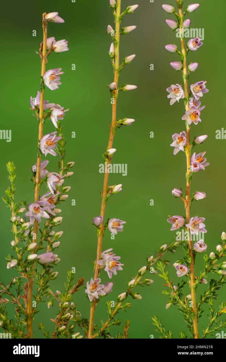Common Heather, Ling, Heather (Calluna vulgaris), blooming twigs ...