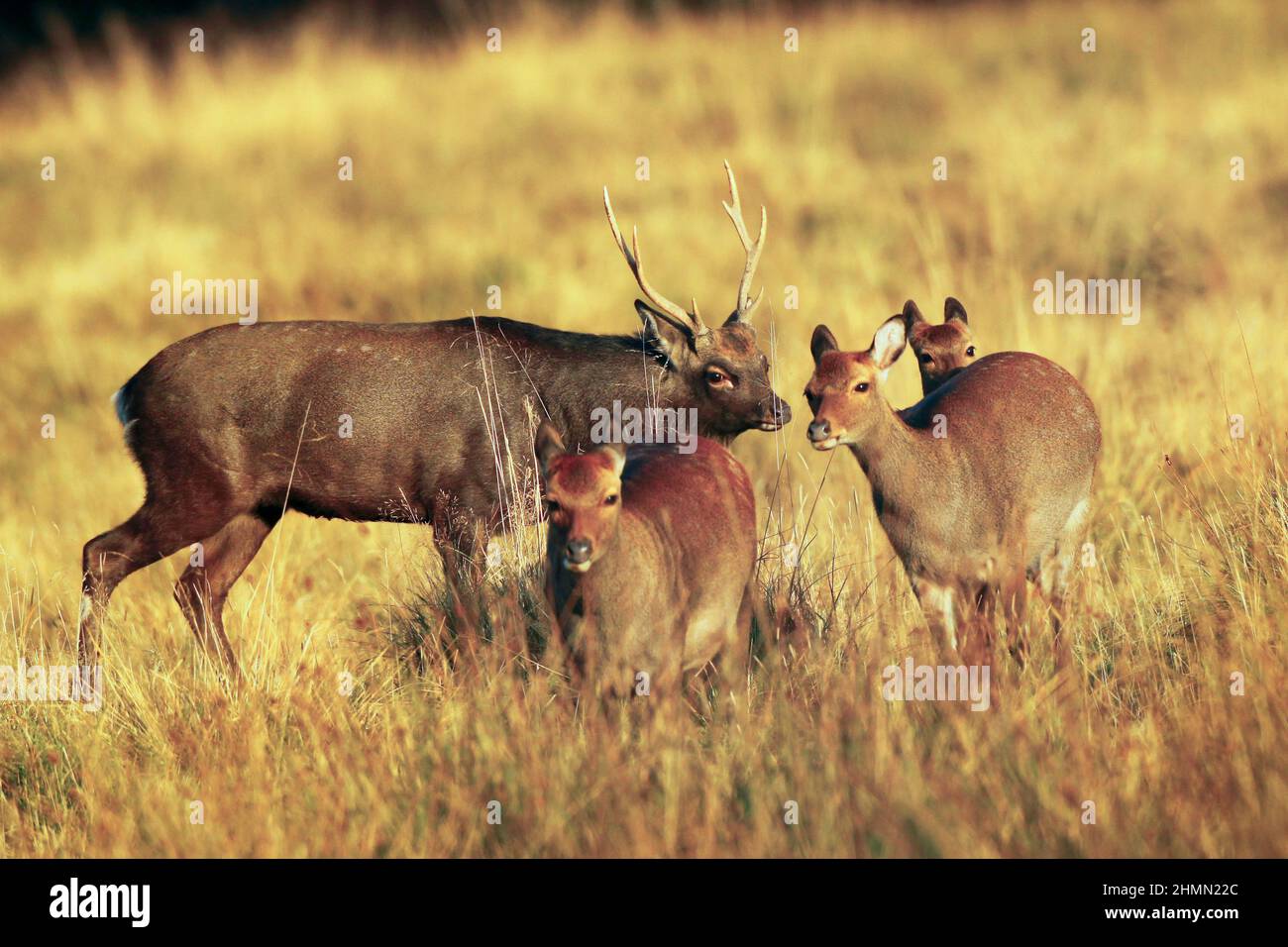 Sika deer, Tame sika deer, Tame deer (Cervus nippon), stag and three ...