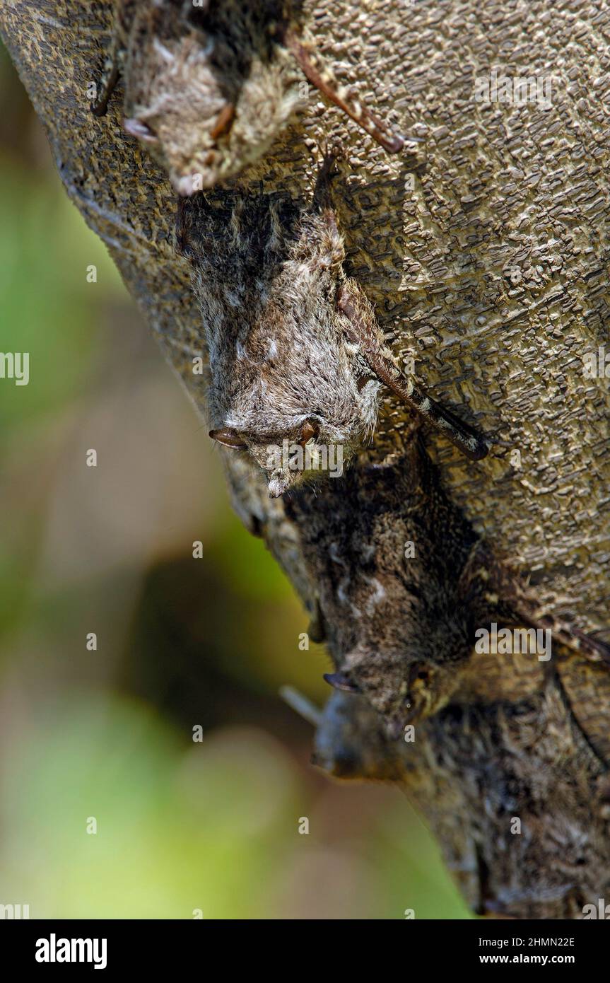 proboscis bat, sharp-nosed bat (Rhynchonycteris naso), colony hanging ...