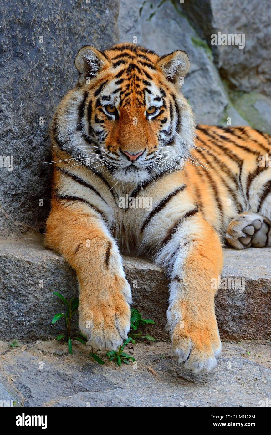 Siberian tiger, Amurian tiger (Panthera tigris altaica), young Amurian ...