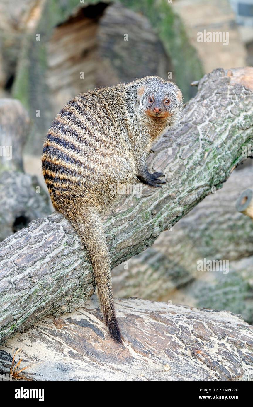 Banded Mongoose