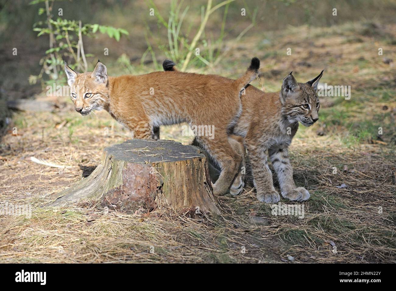 northern lynx (Lynx lynx lynx), two young lynxes standing at a tree ...