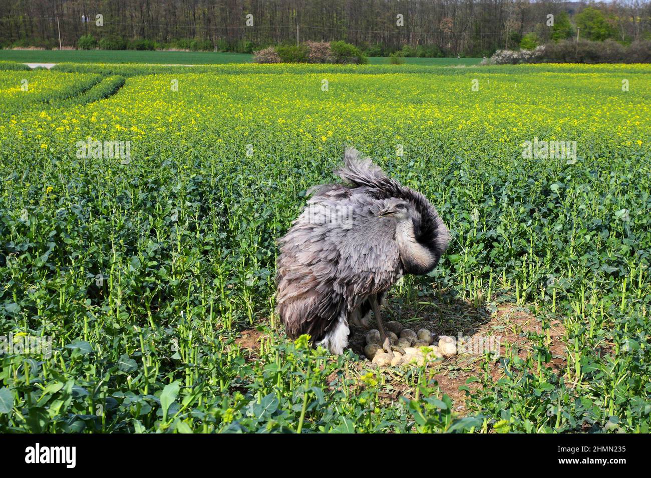 greater rhea (Rhea americana), nest in a rape field, Germany Stock ...