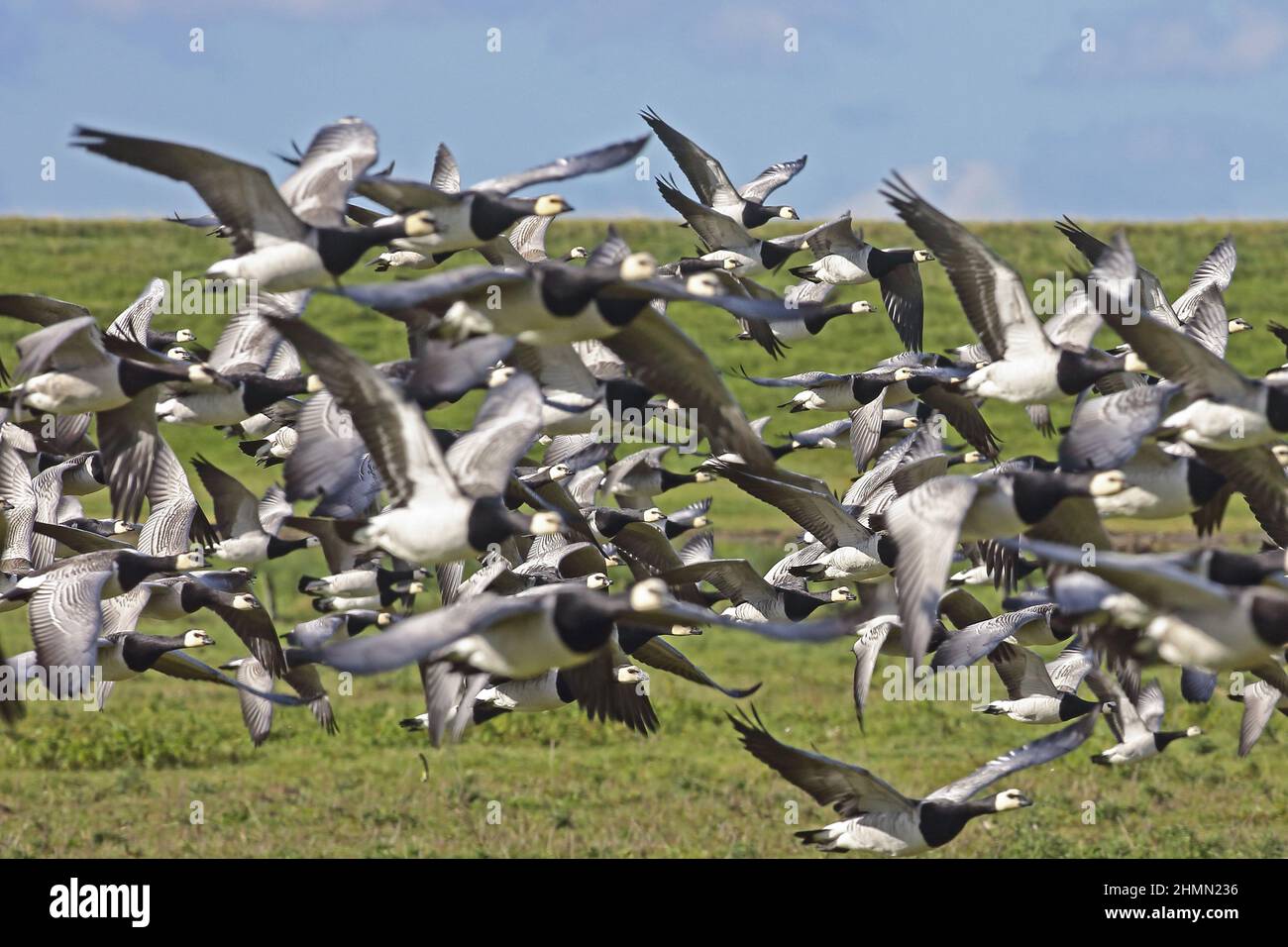 barnacle goose (Branta leucopsis), flying up flock, Germany Stock Photo ...