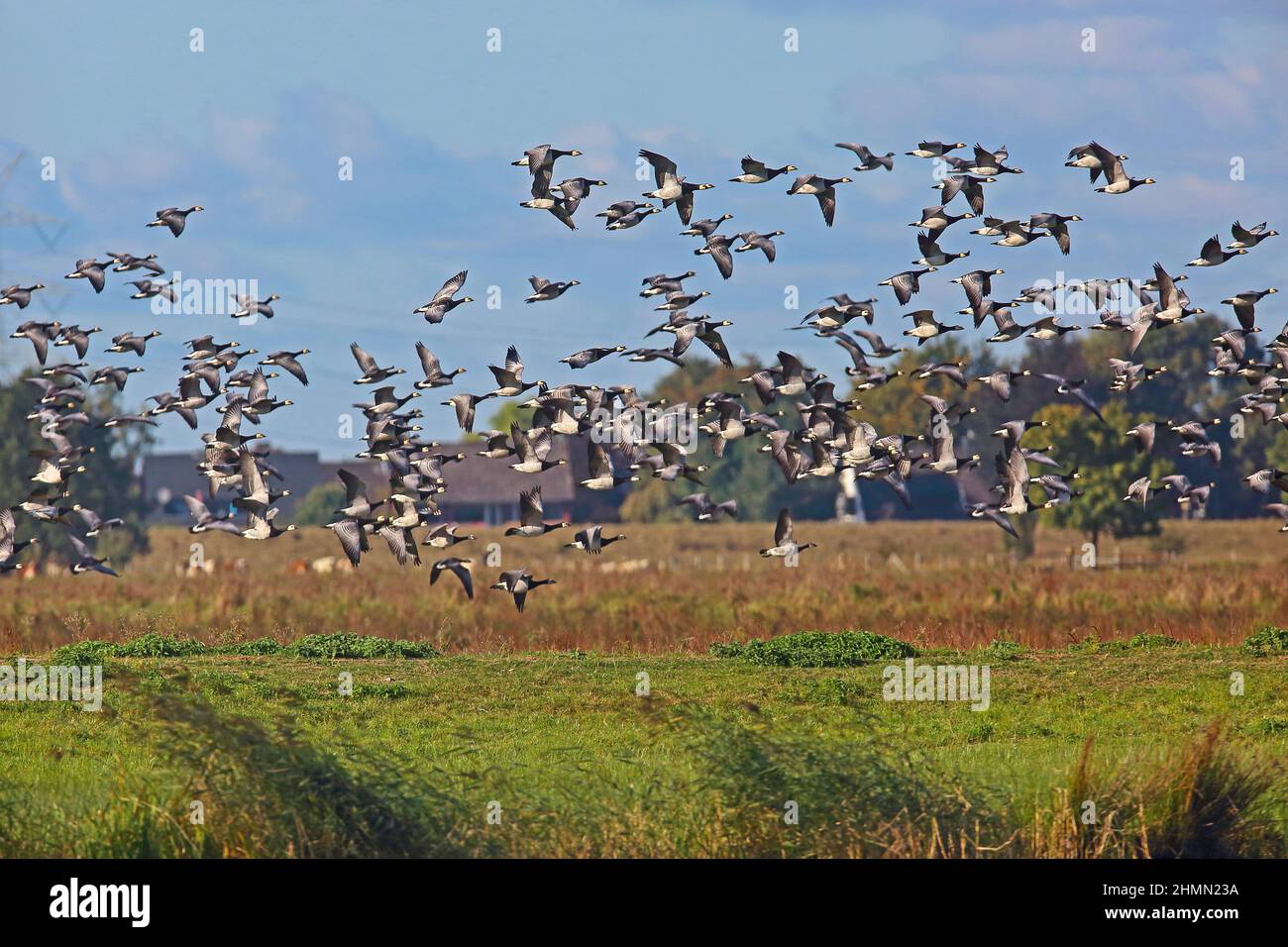 barnacle goose (Branta leucopsis), flying up flock, Germany Stock Photo ...