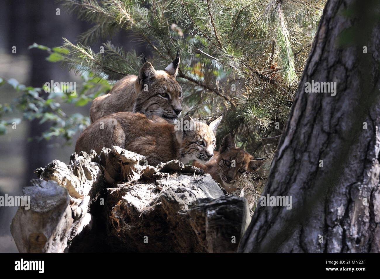 northern lynx (Lynx lynx lynx), female lynx lying crouched with young ...