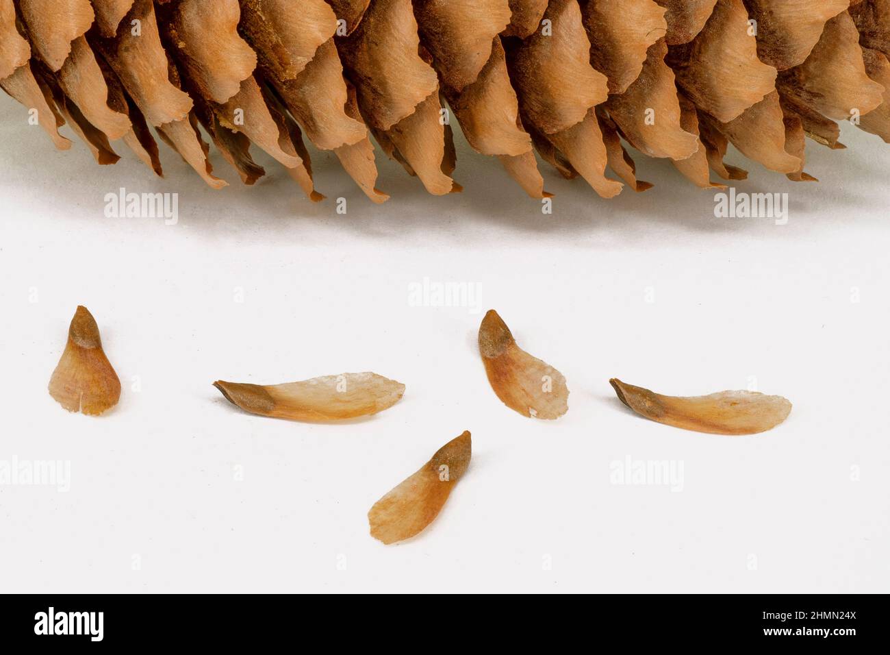 Norway spruce (Picea abies), cone with seeds, cutout, Germany Stock Photo - Alamy