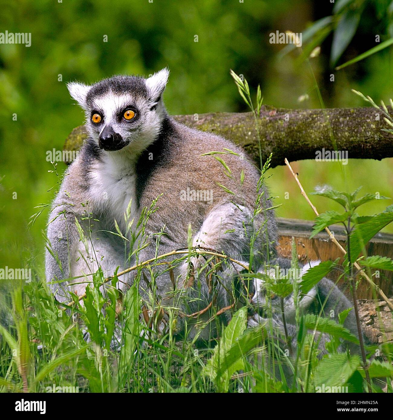 Ring tailed lemurs sunbathing hi-res stock photography and images - Alamy