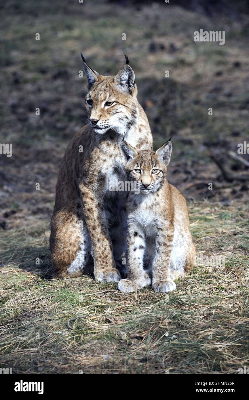 northern lynx (Lynx lynx lynx), mother sitting with young animal in a ...