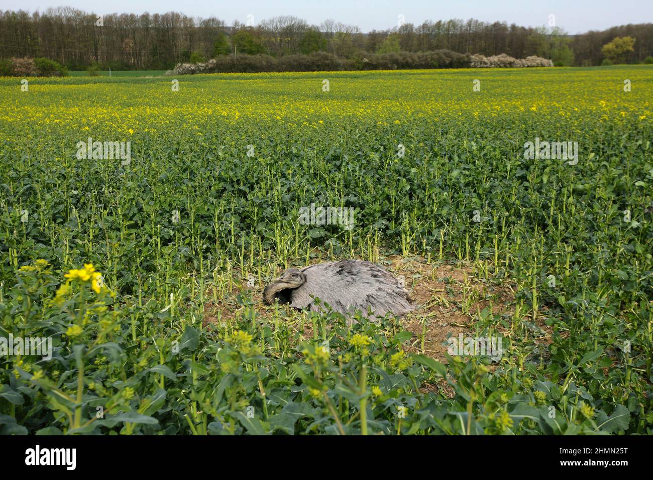 greater rhea (Rhea americana), nest in a rape field, Germany Stock ...