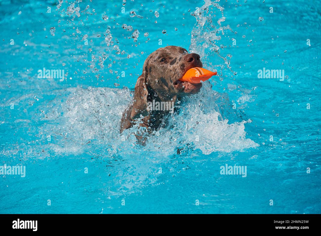 Labrador Retriever (Canis lupus f. familiaris), retrieving a plaything ...