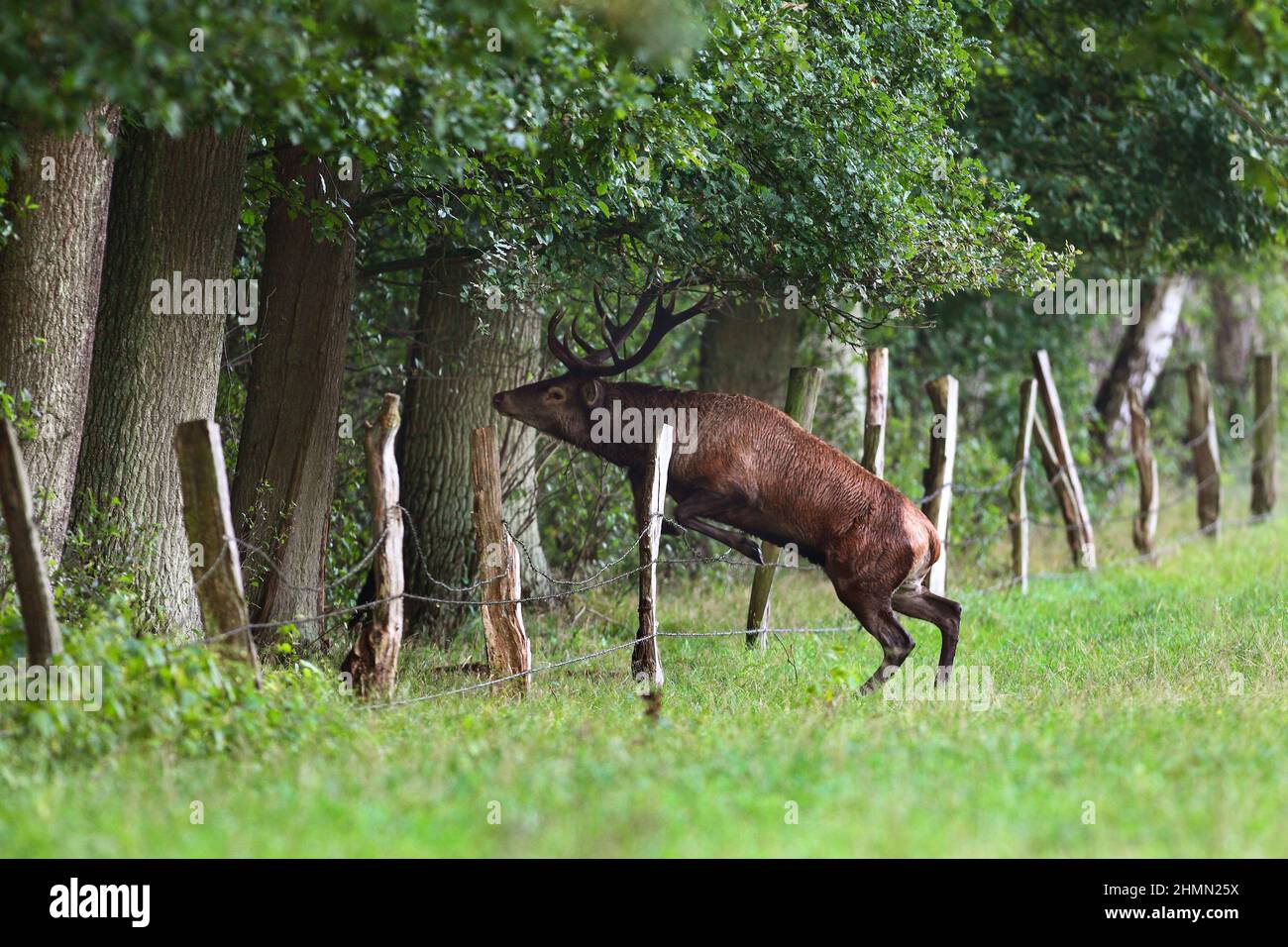 red deer (Cervus elaphus), red deer bull crossing a barbed wire fence ...
