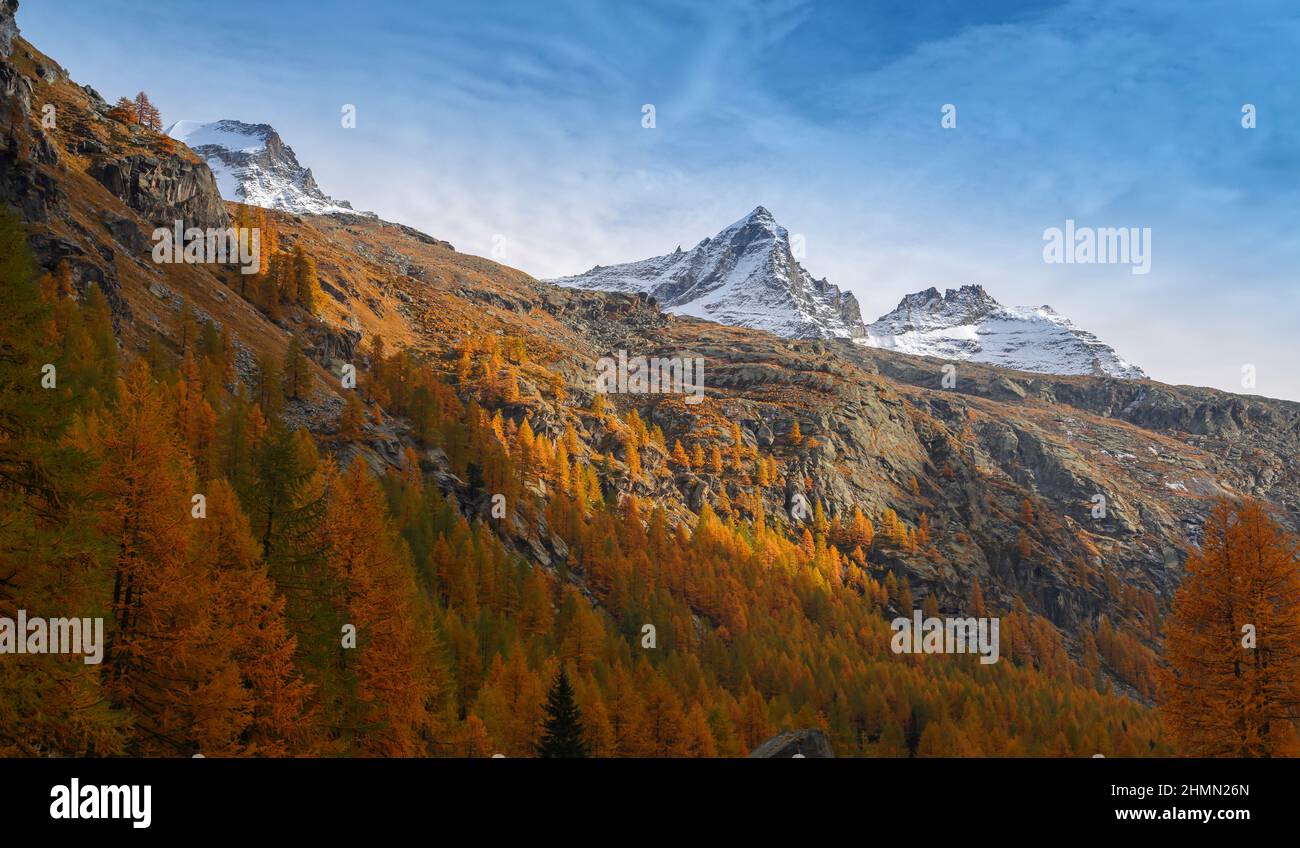 common larch, European larch (Larix decidua, Larix europaea ...