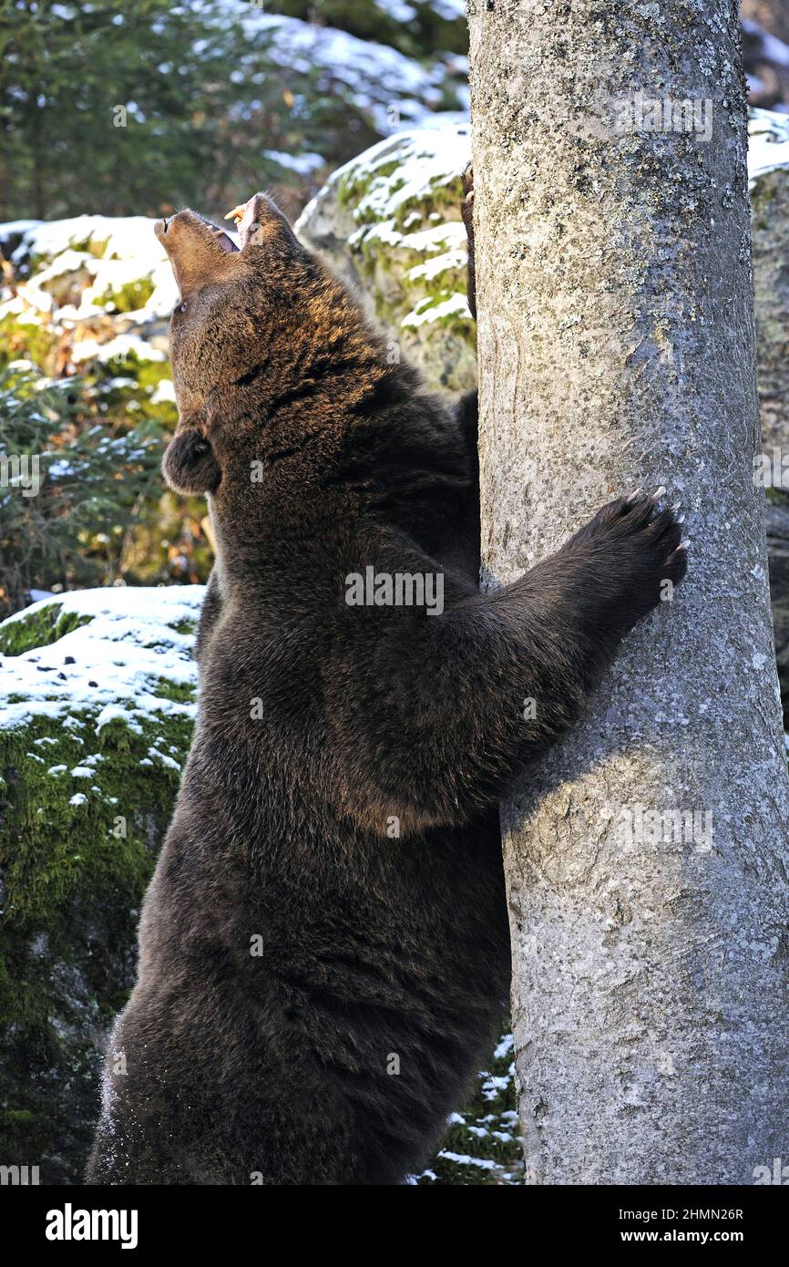 Animals that climb trees hi-res stock photography and images - Alamy