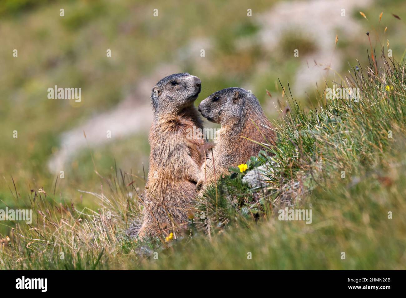 Marmots burrow pair two hi-res stock photography and images - Alamy