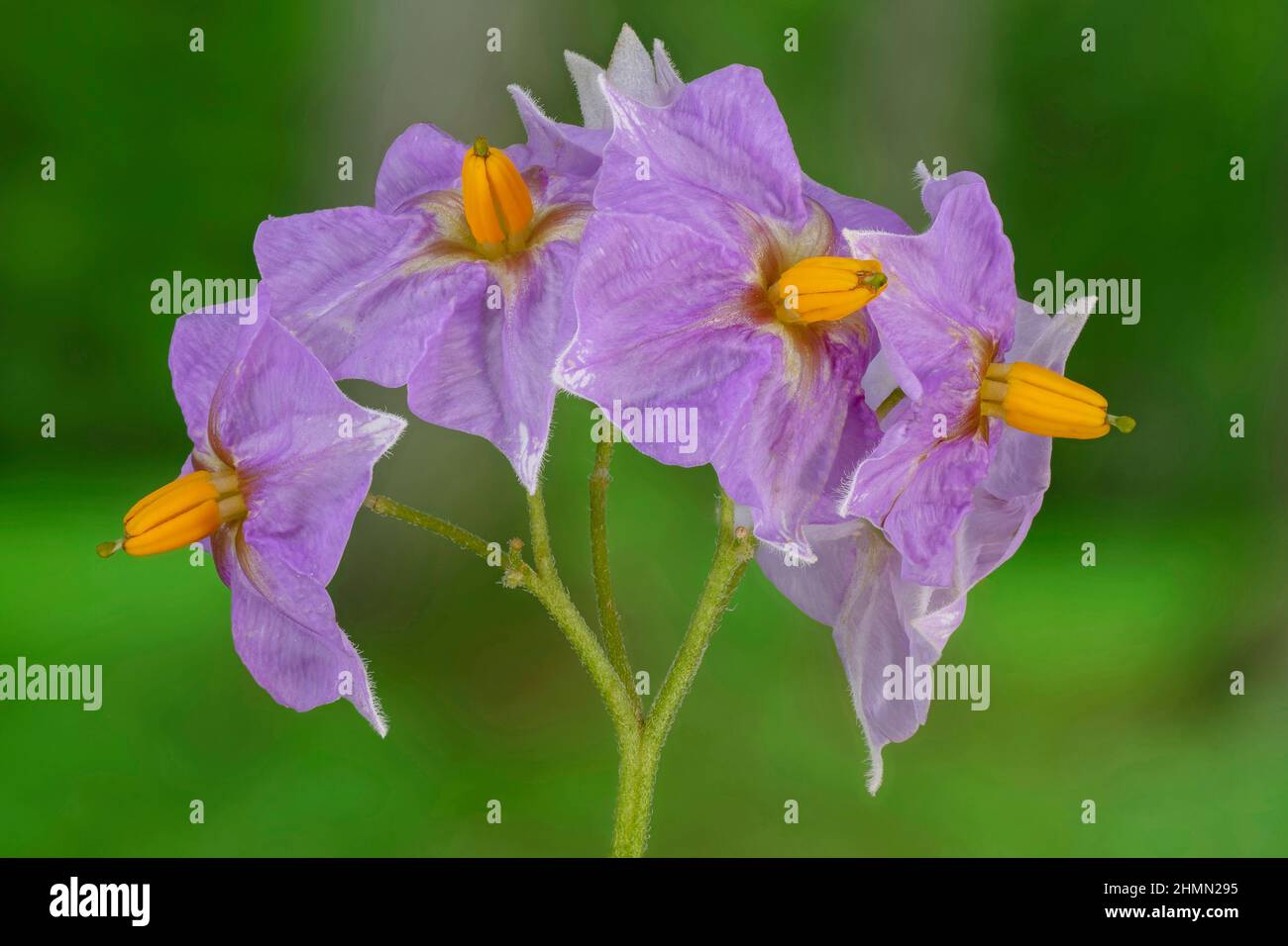 potato (Solanum tuberosum), potato flowers, Germany Stock Photo - Alamy