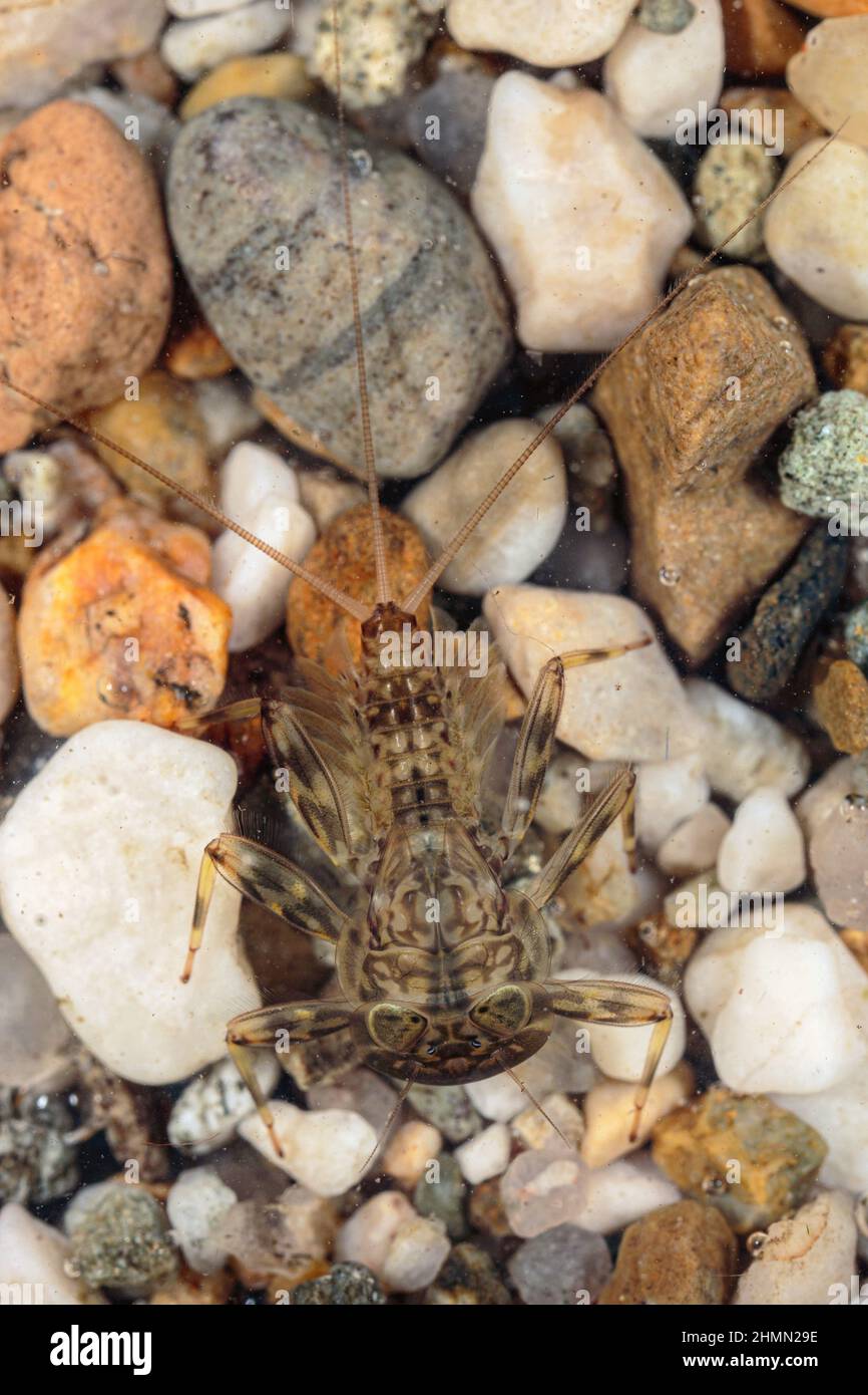 mayfly (Ecdynonurus venosus), larva on pebbles, Germany, Bavaria Stock ...