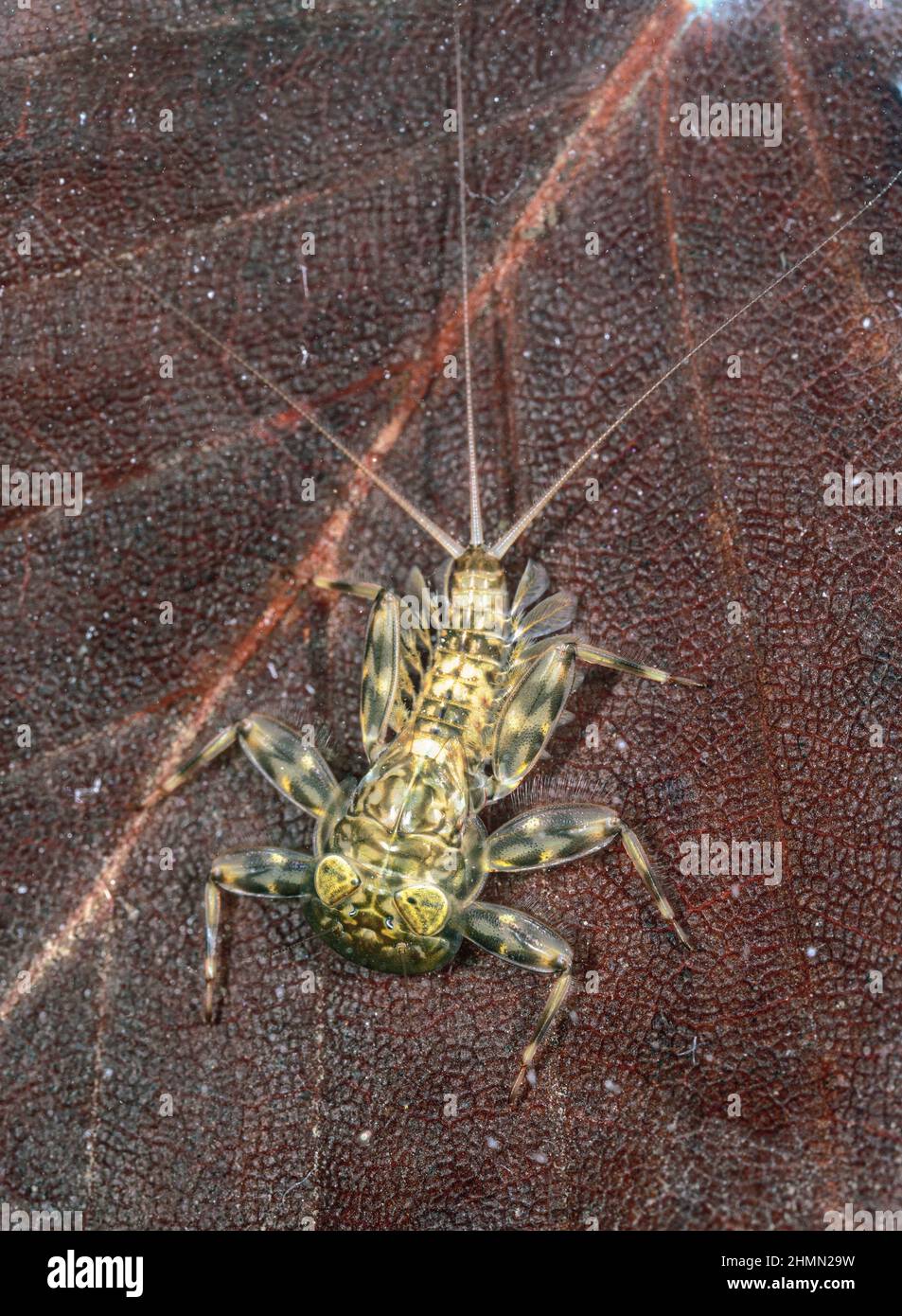 Mayfly larvae hi-res stock photography and images - Alamy