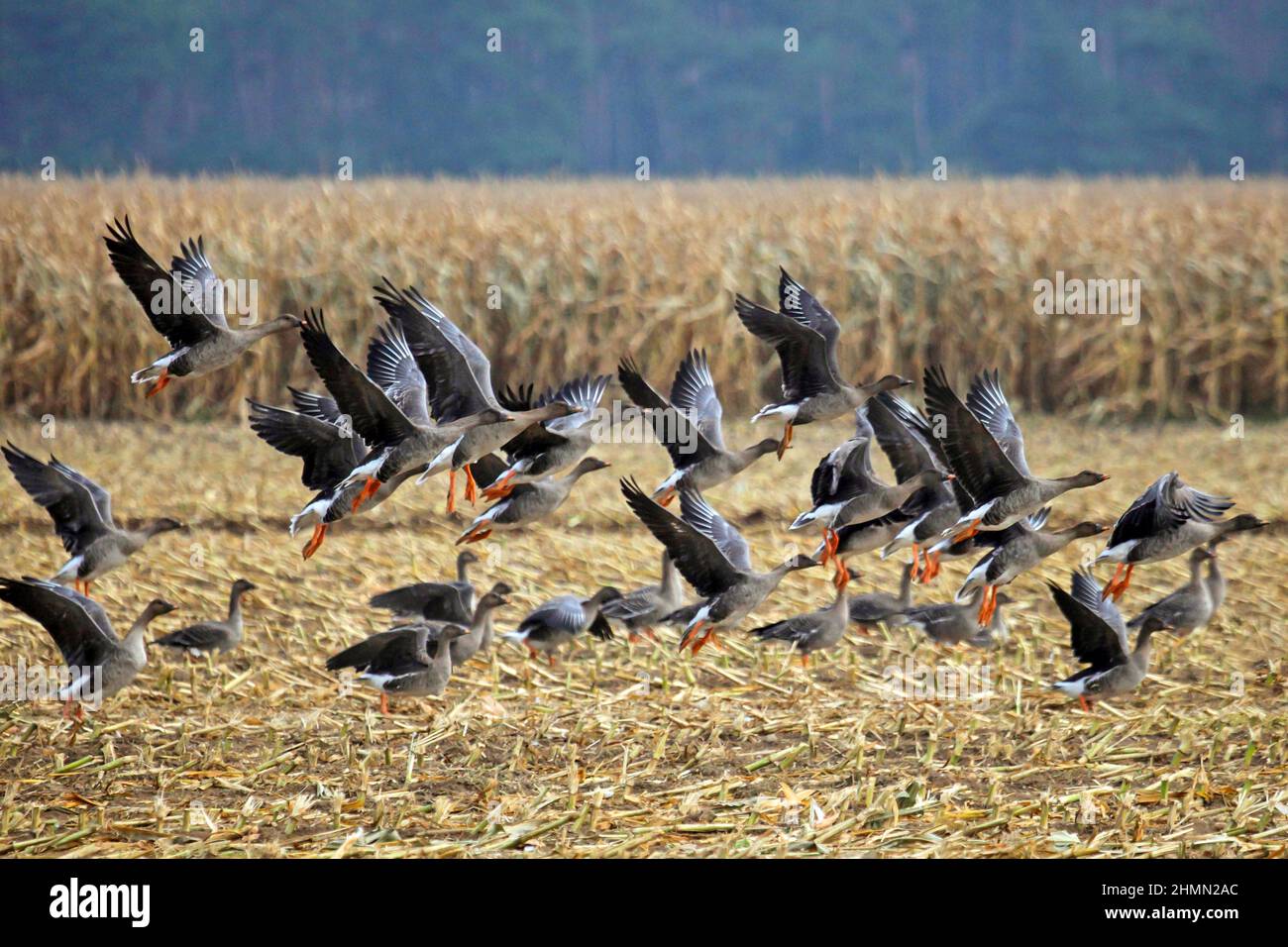 Bean Goose, Taiga Bean Goose (Anser fabalis), flock flying up from a ...