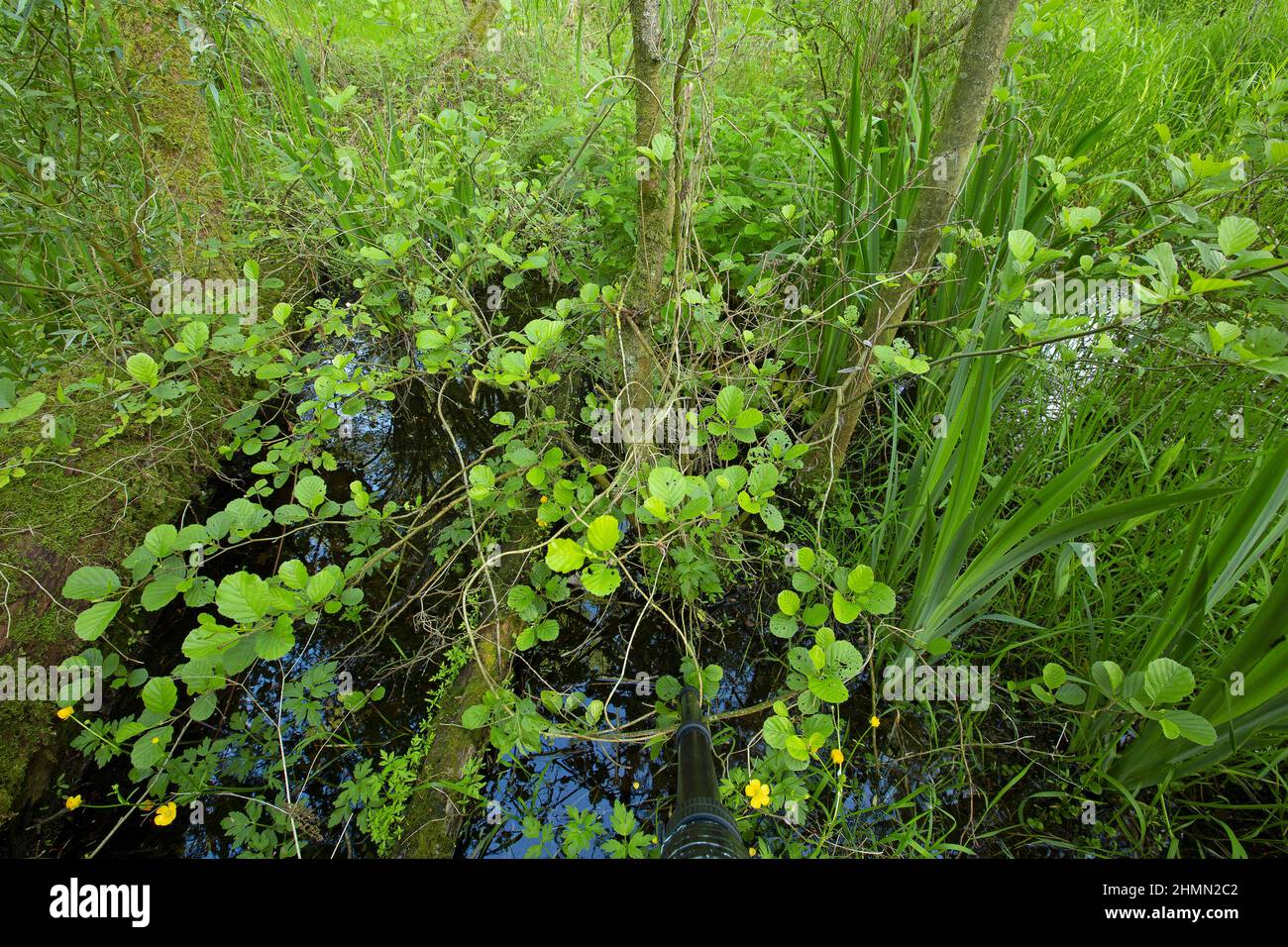 common alder, black alder, European alder (Alnus glutinosa), pool in ...