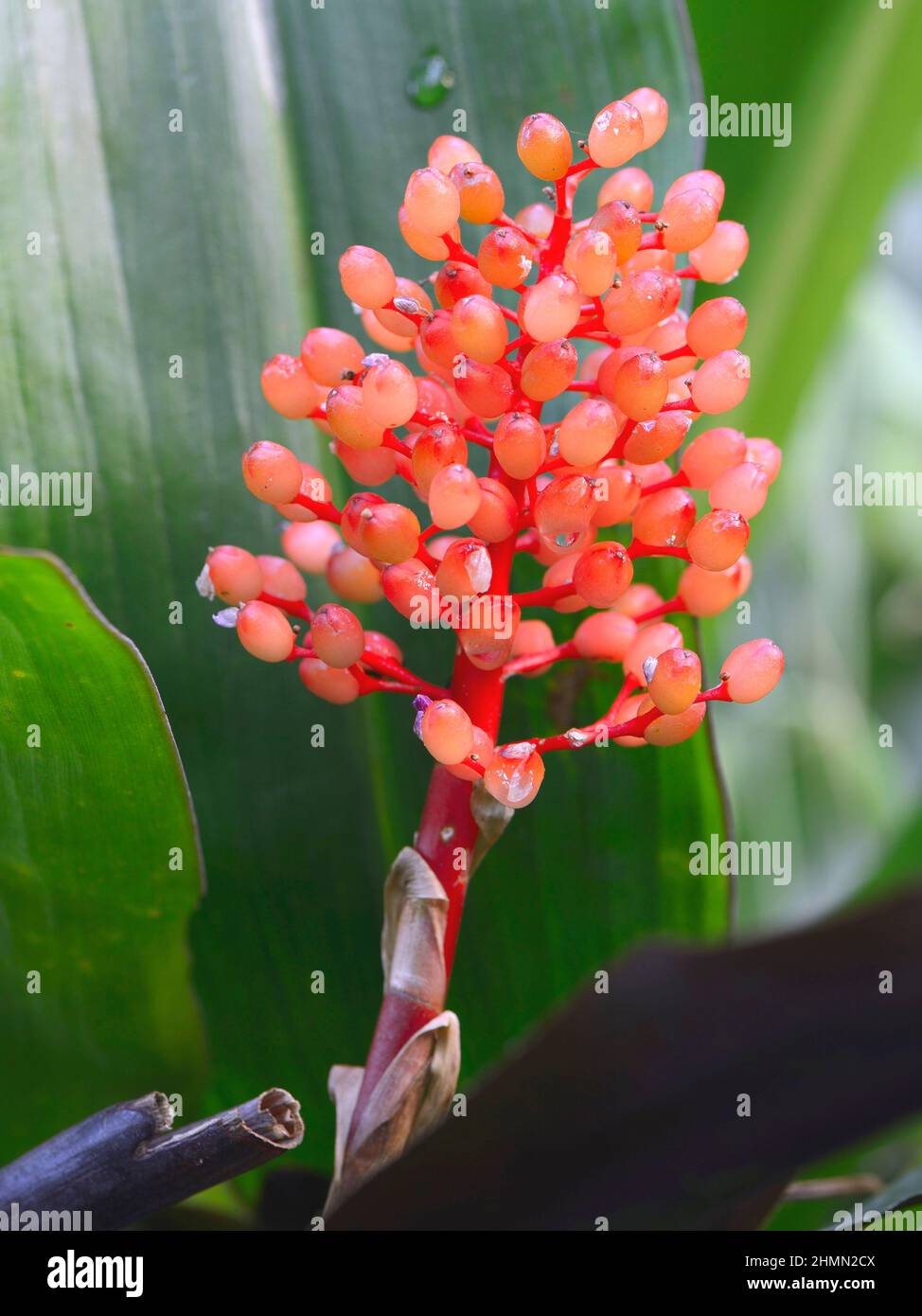 Bromeliads blooms hi-res stock photography and images - Alamy