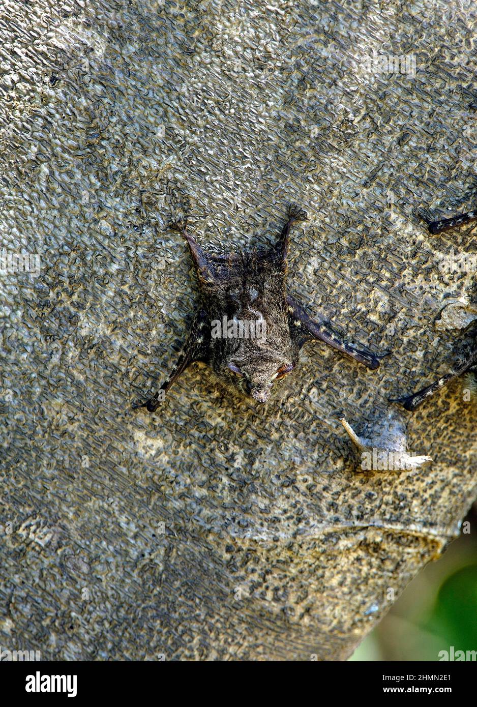 proboscis bat, sharp-nosed bat (Rhynchonycteris naso), hanging at tree ...