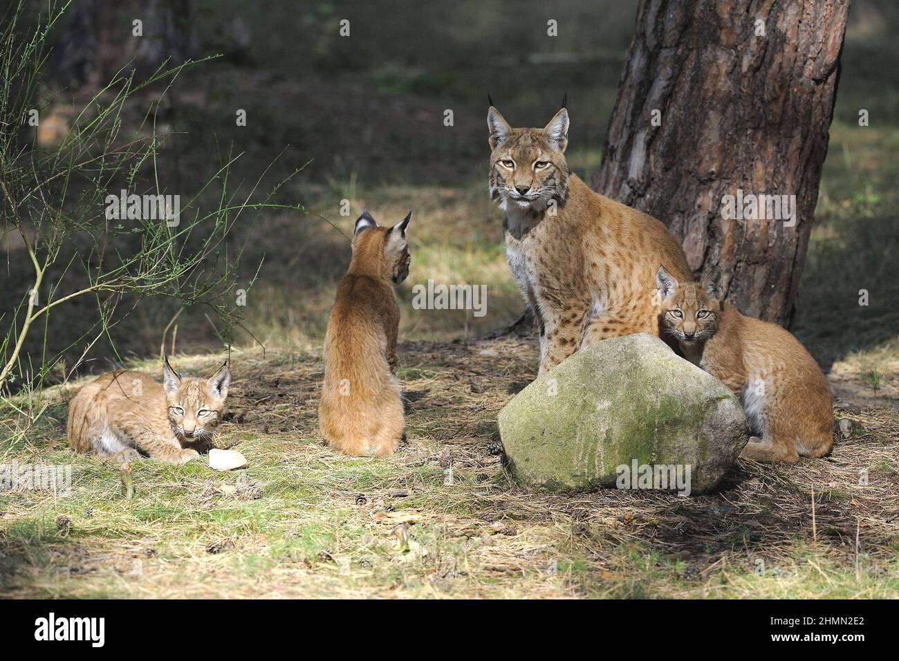 northern lynx (Lynx lynx lynx), female lynx with three young lynxes at ...