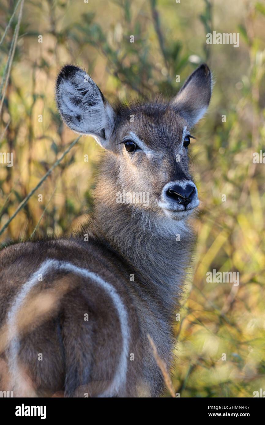 Waterbuck wilderness hi-res stock photography and images - Alamy