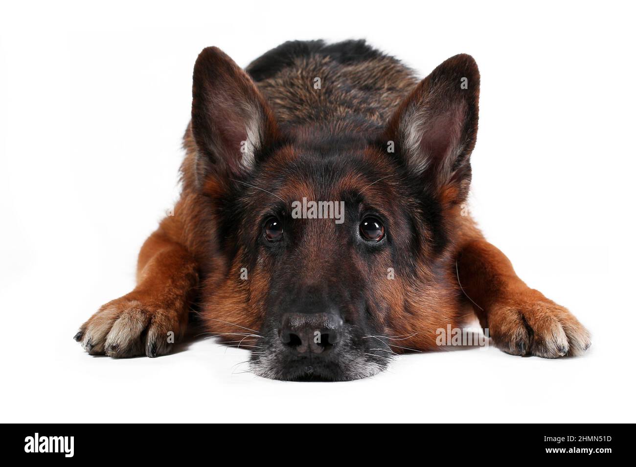 German shepherd head shot Cut Out Stock Images & Pictures - Alamy