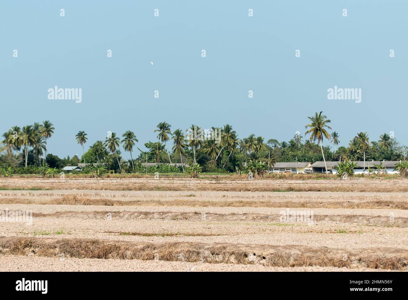 View of a paddy field after harvest in rural Malaysia Stock Photo - Alamy