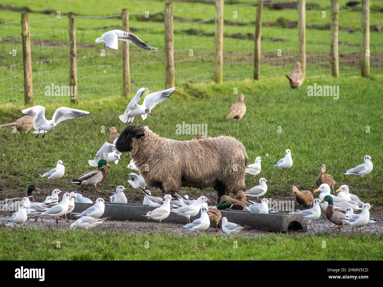 Crowd of sheep hi-res stock photography and images - Alamy