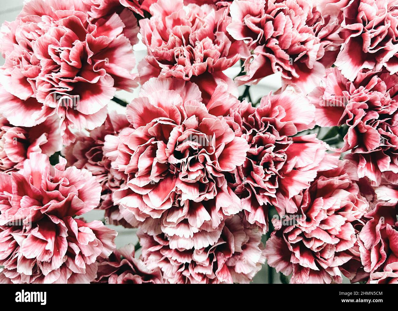 Dianthus caryophyllus l hi-res stock photography and images - Alamy
