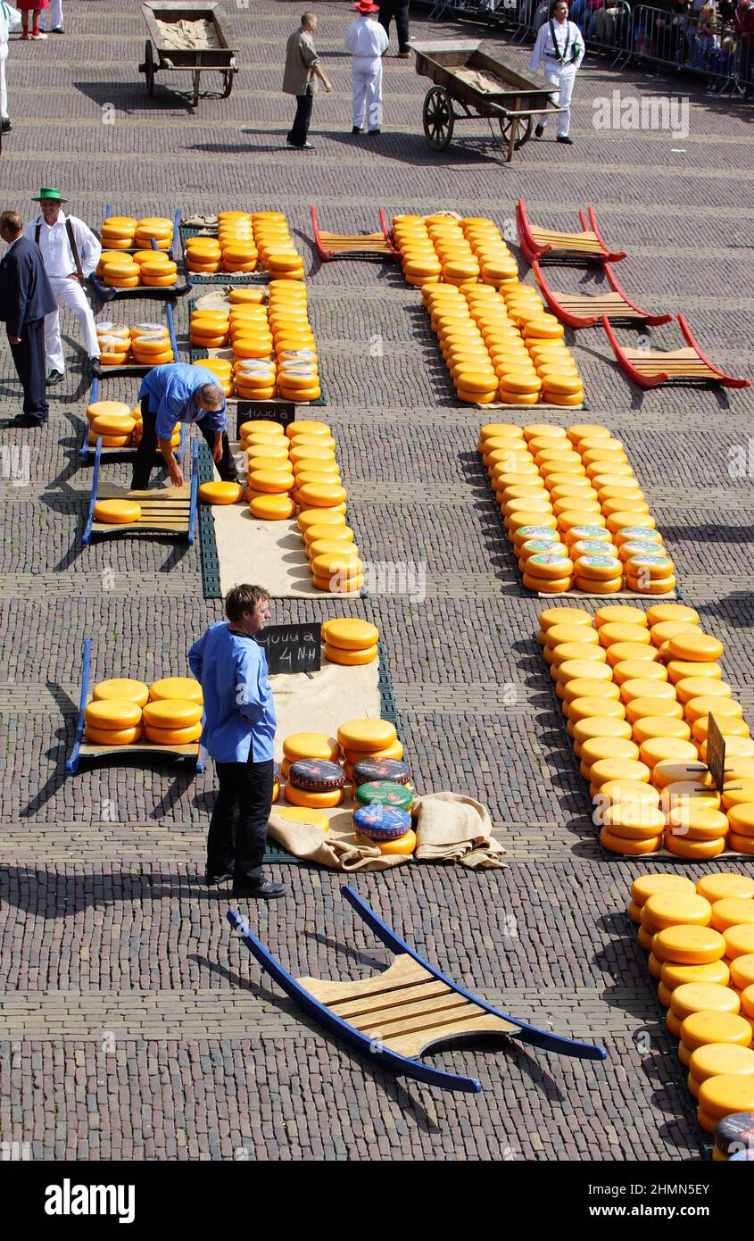 Group of cheese carriers standing by stacked Gouda cheese on a square ...