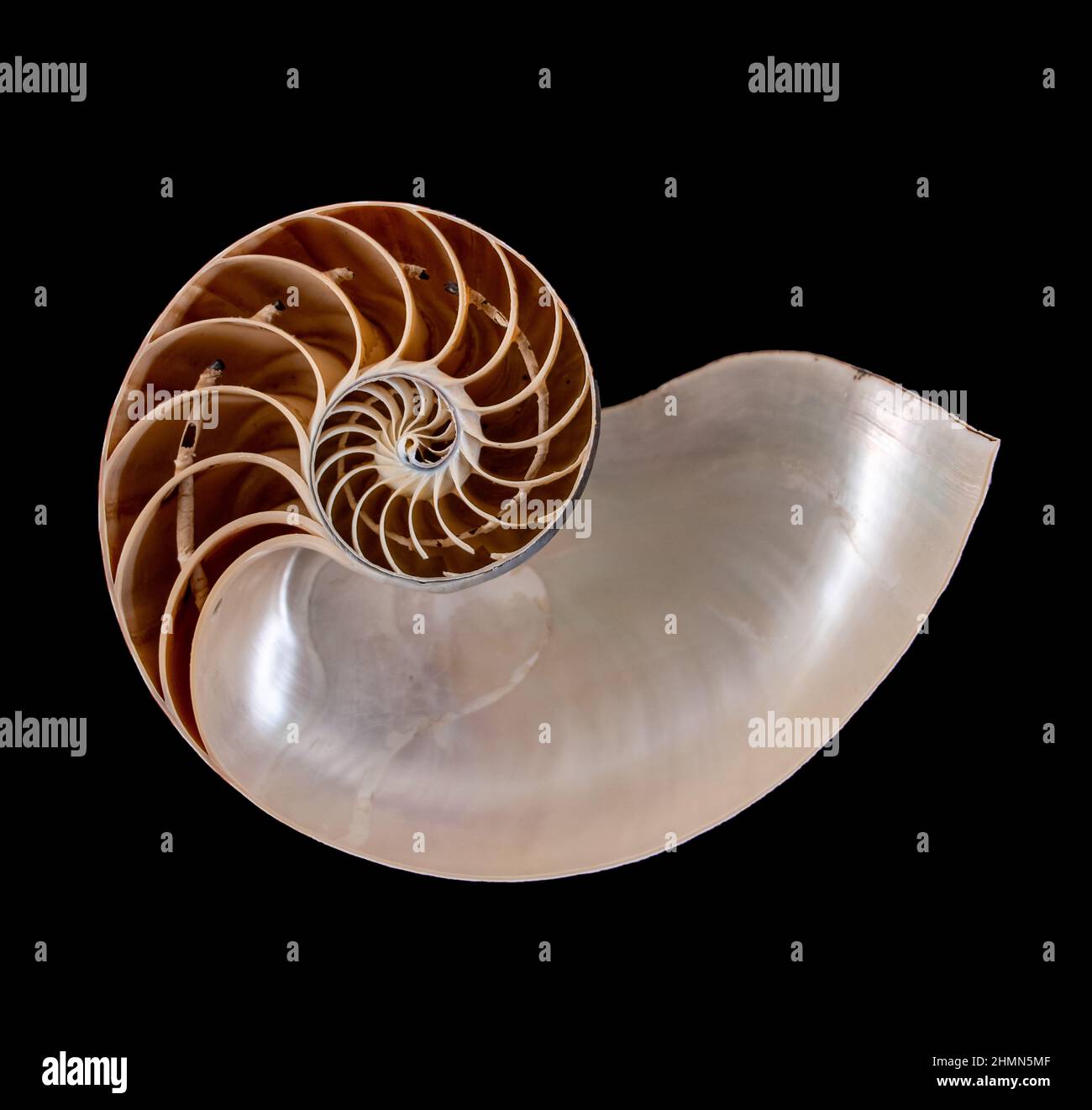Cross-section of A chambered nautilius shell - nautilius popmilius ...